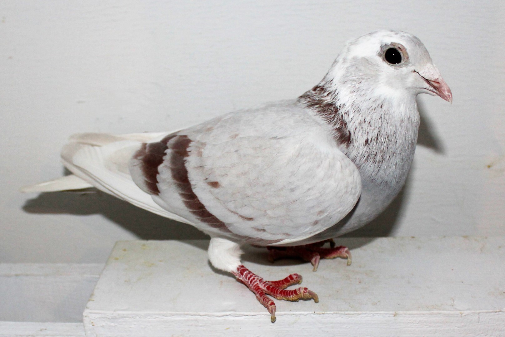 ClayHaven Farms | Racing Pigeons | Pure Paul Sions | Pure Hansennes ClayHaven Farms | Racing Pigeons | Pure Paul Sions | Pure Hansennes